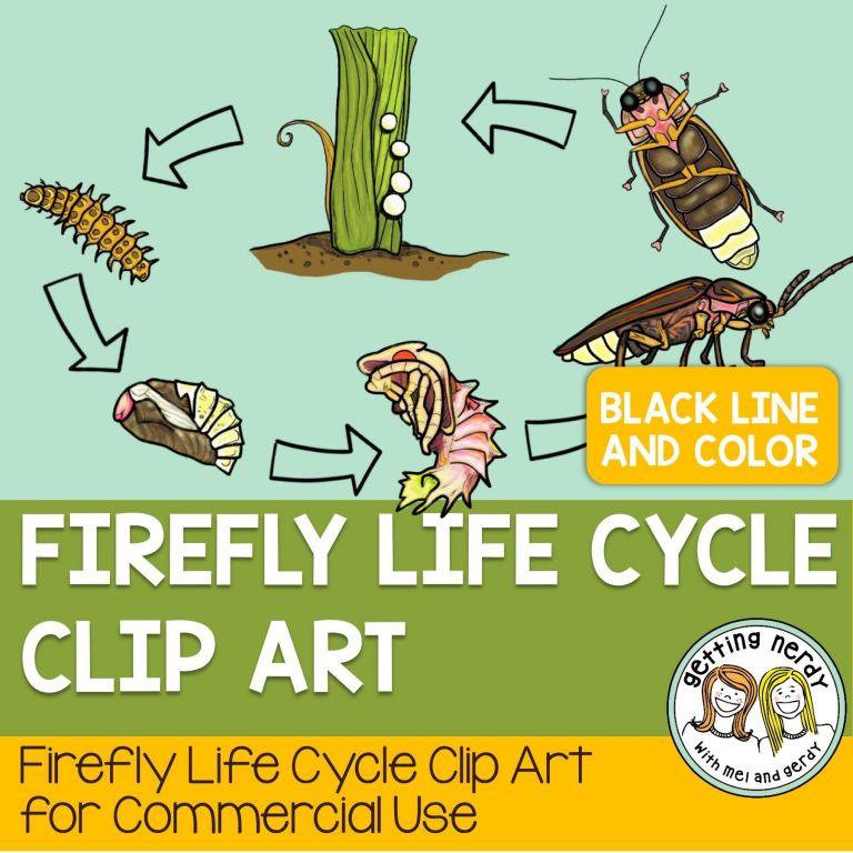 Firefly Papercraft Firefly Life Cycle Secondary Science Teaching ...